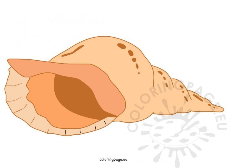 Colorful spiral conch sea shell | Coloring Page