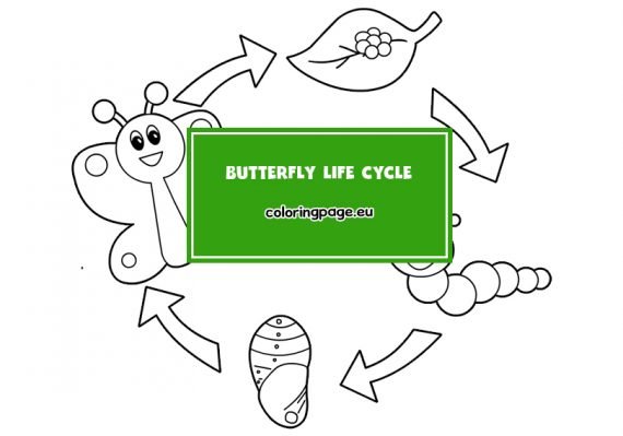 Butterfly Life Cycle Coloring Page | Coloring Page