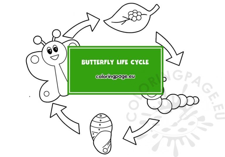Butterfly Life Cycle Coloring Page | Coloring Page