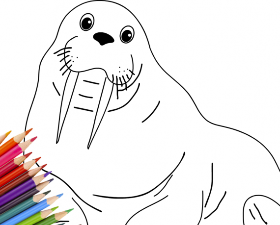 Adult Walrus Arctic Animal coloring book | Coloring Page