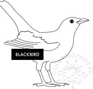 Blackbird coloring page | Coloring Page