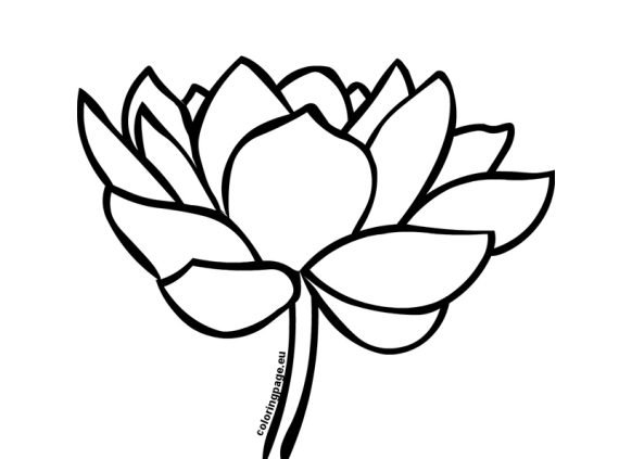 Beautiful Lotus Flower | Coloring Page