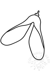 Maple seed | Coloring Page
