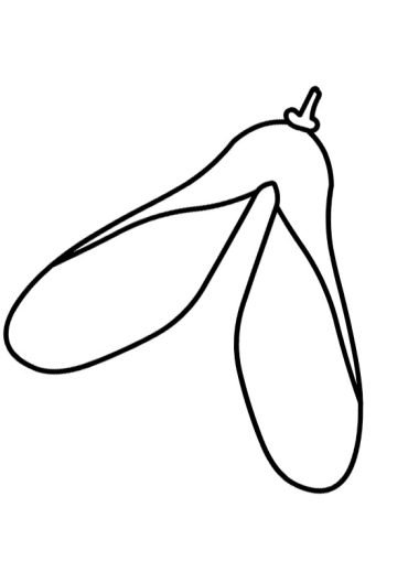 Maple seed | Coloring Page