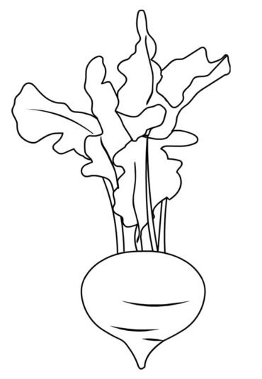 Turnip | Coloring Page