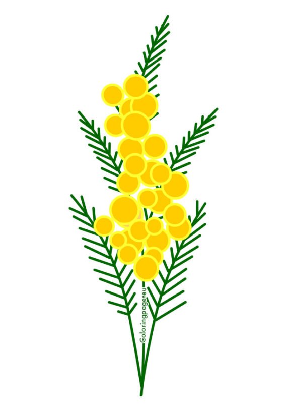 Yellow mimosa | Coloring Page