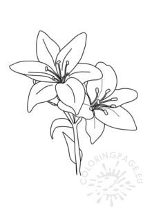Free Easter Lily | Coloring Page