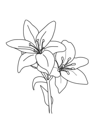 Free Easter Lily | Coloring Page
