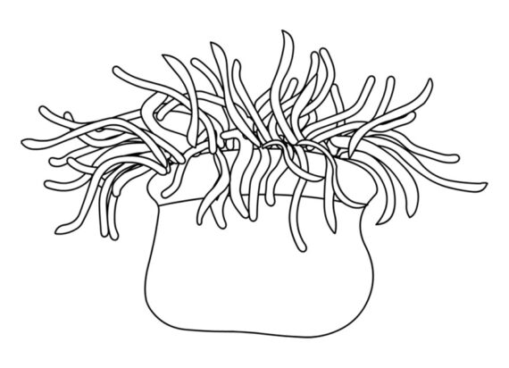 Sea anemone | Coloring Page