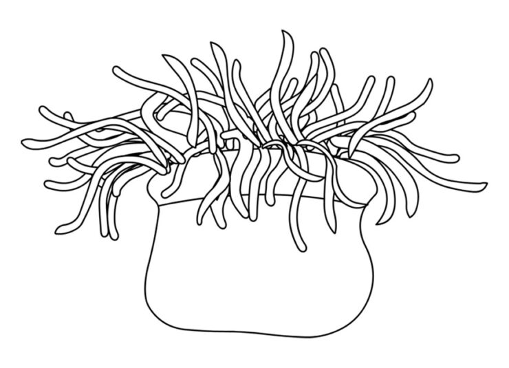 Sea anemone | Coloring Page