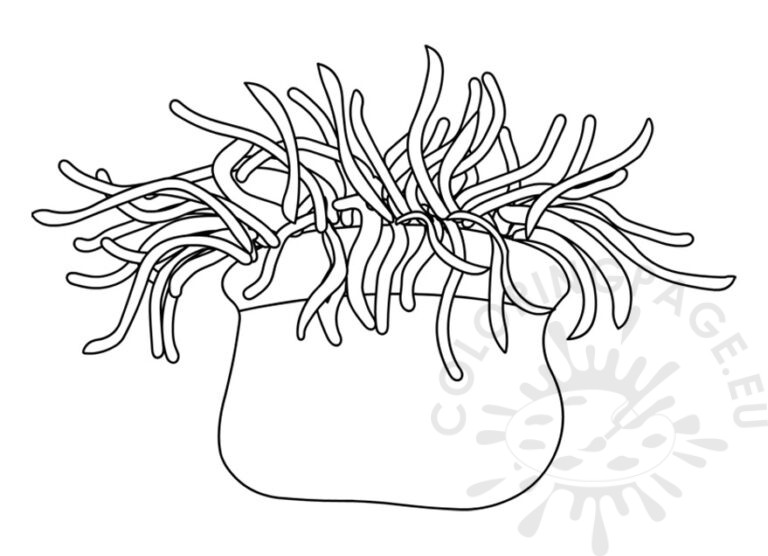 Sea anemone | Coloring Page