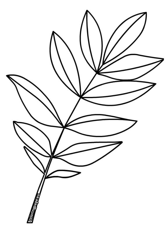 Ash Leaf | Coloring Page
