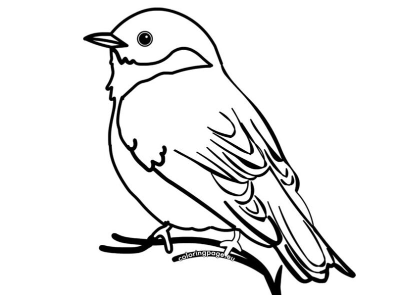 Printable Bluebird on a branch | Coloring Page