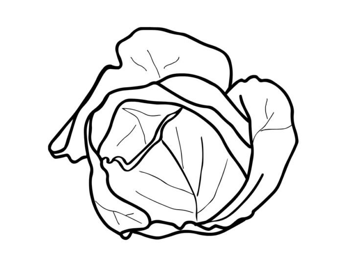 Open Cabbage | Coloring Page