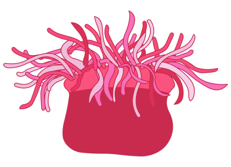 Pink sea anemone | Coloring Page