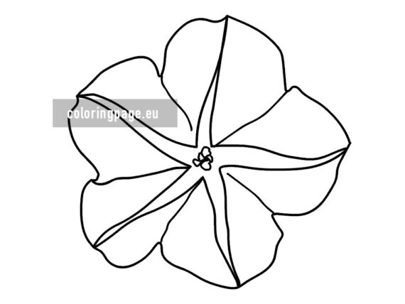 Moonflower | Coloring Page