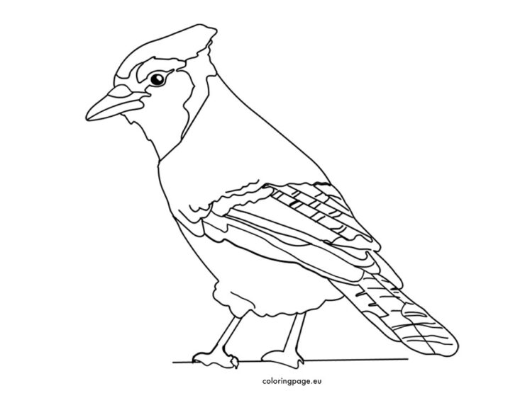Blue Jay bird | Coloring Page