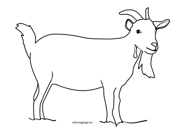 Goat | Coloring Page