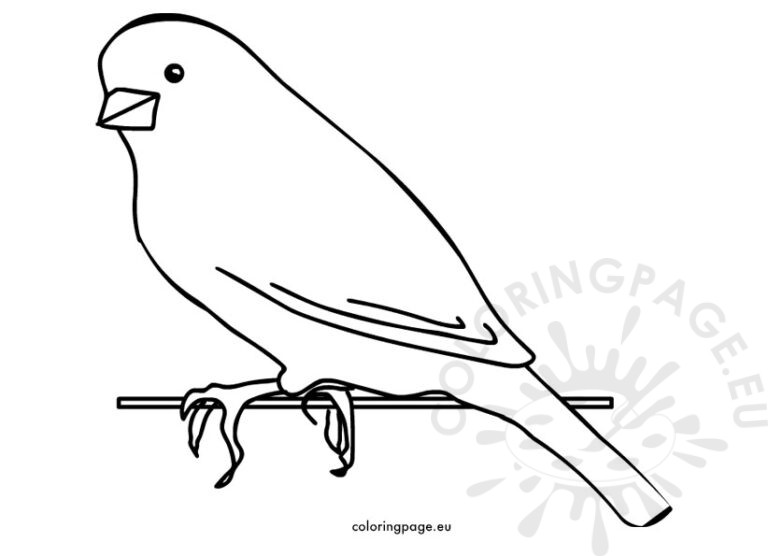 Canary | Coloring Page
