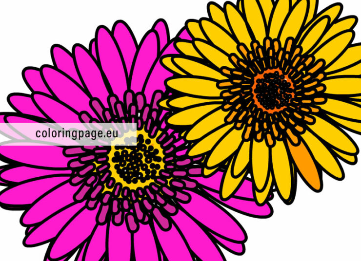 Two Gerbera | Coloring Page
