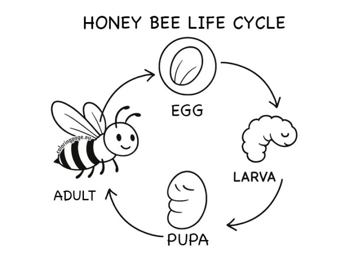 Honey bee life cycle | Coloring Page